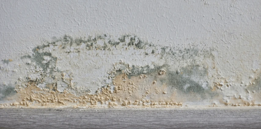 Belle Chasse - Mold Testing | LaJaunie's Pest Control